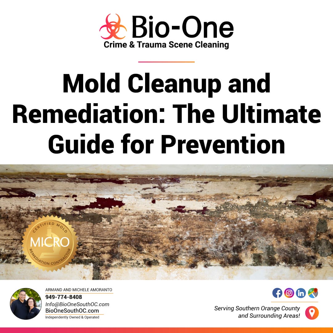 Mold Cleanup and Remediation: The Ultimate Guide for Prevention - Bio ...